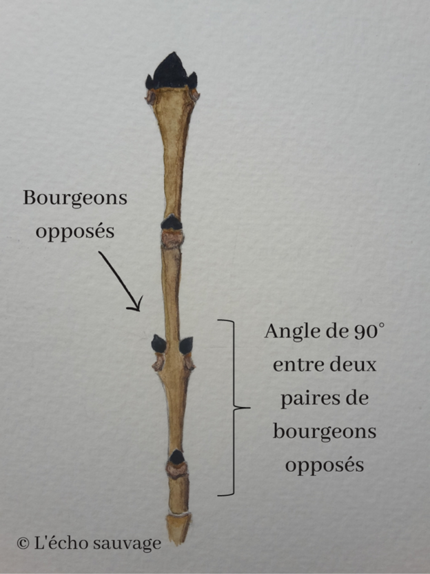 Les bourgeons, un monde à part entière - L'écho sauvage